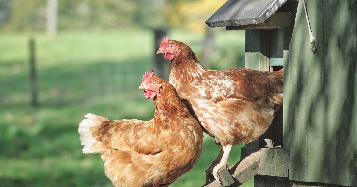 The pros and cons of having backyard chooks