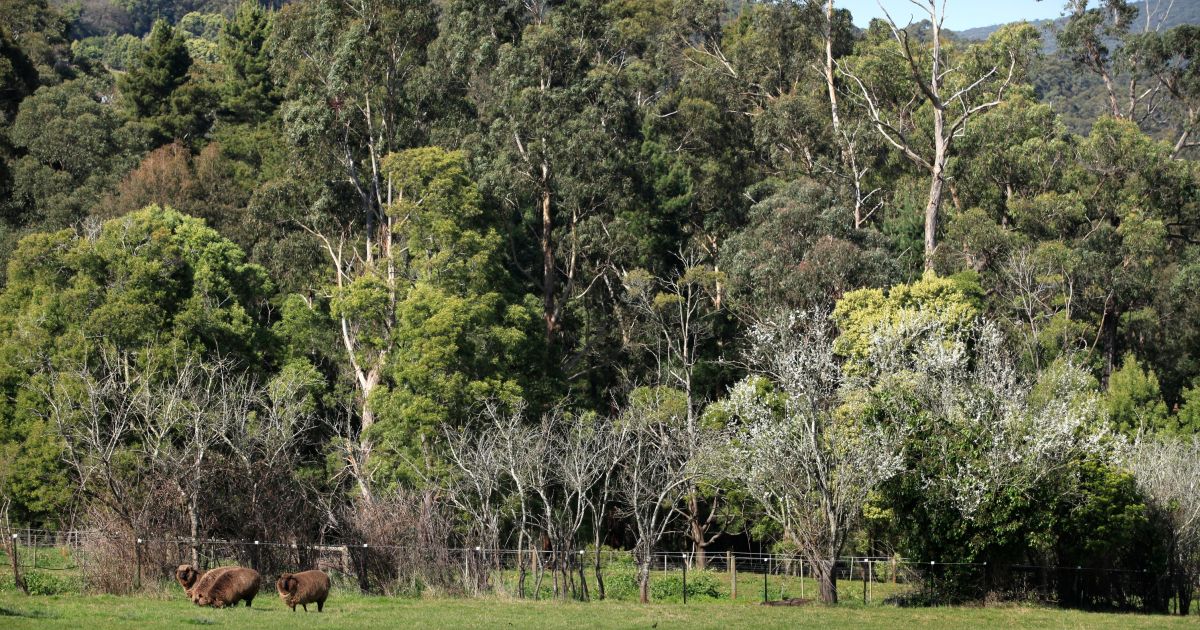 Mount Evelyn: From Sunday ghost town to bustling city outskirts destination