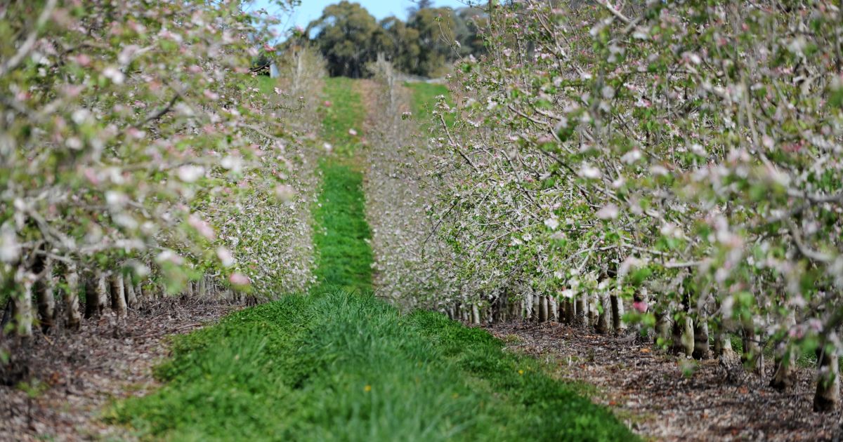 Escape to Batlow, NSW: ‘We’d love to welcome more people here’