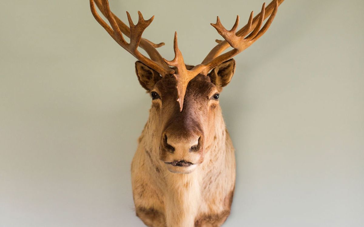 Taxidermy: freaky or fabulous?