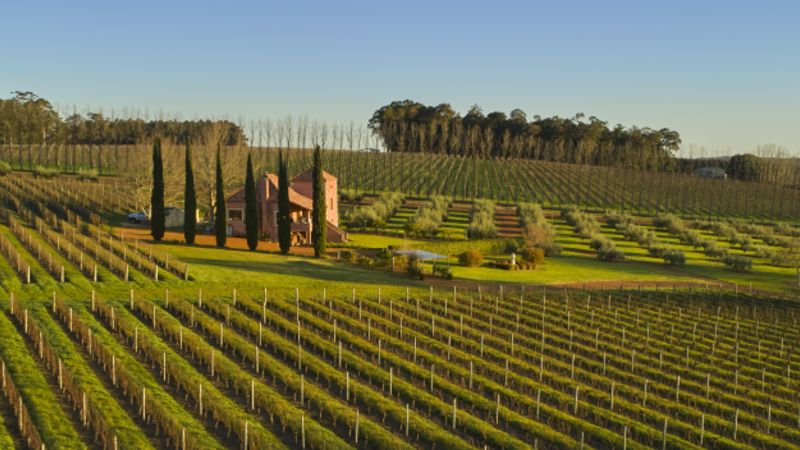 What you need to know before investing in a winery