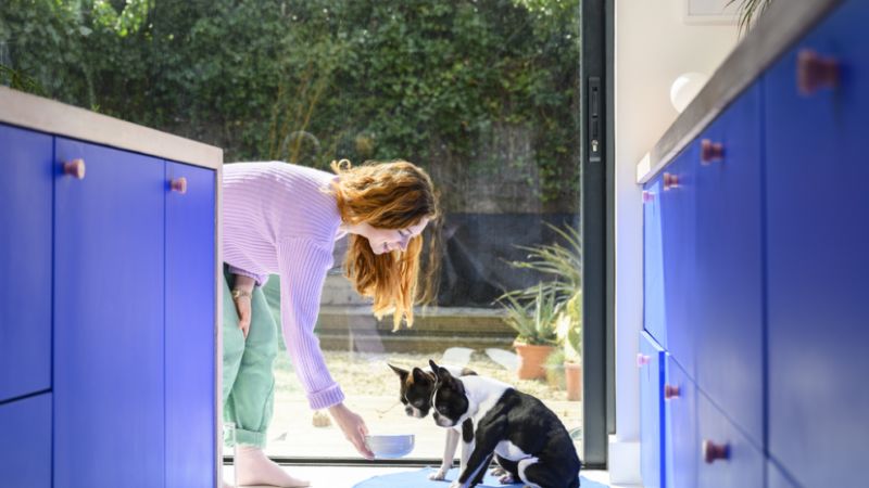 What is 'barkitecture'? The pet-friendly design trend you've never heard of