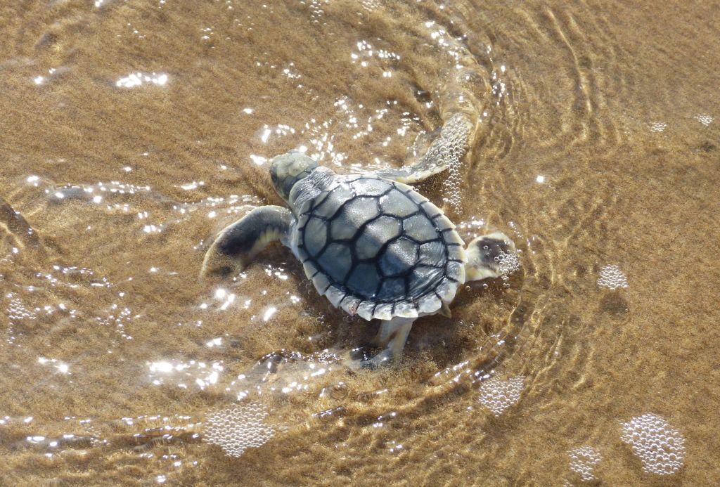 See nesting turtles from your own beach at this luxury Queensland home