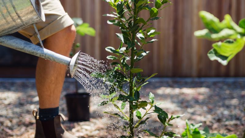 The art of watering indoor and outdoor plants