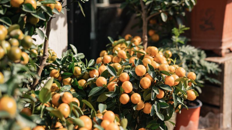 A guide to growing and caring for dwarf fruit trees