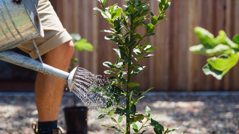 The ultimate guide to growing citrus
