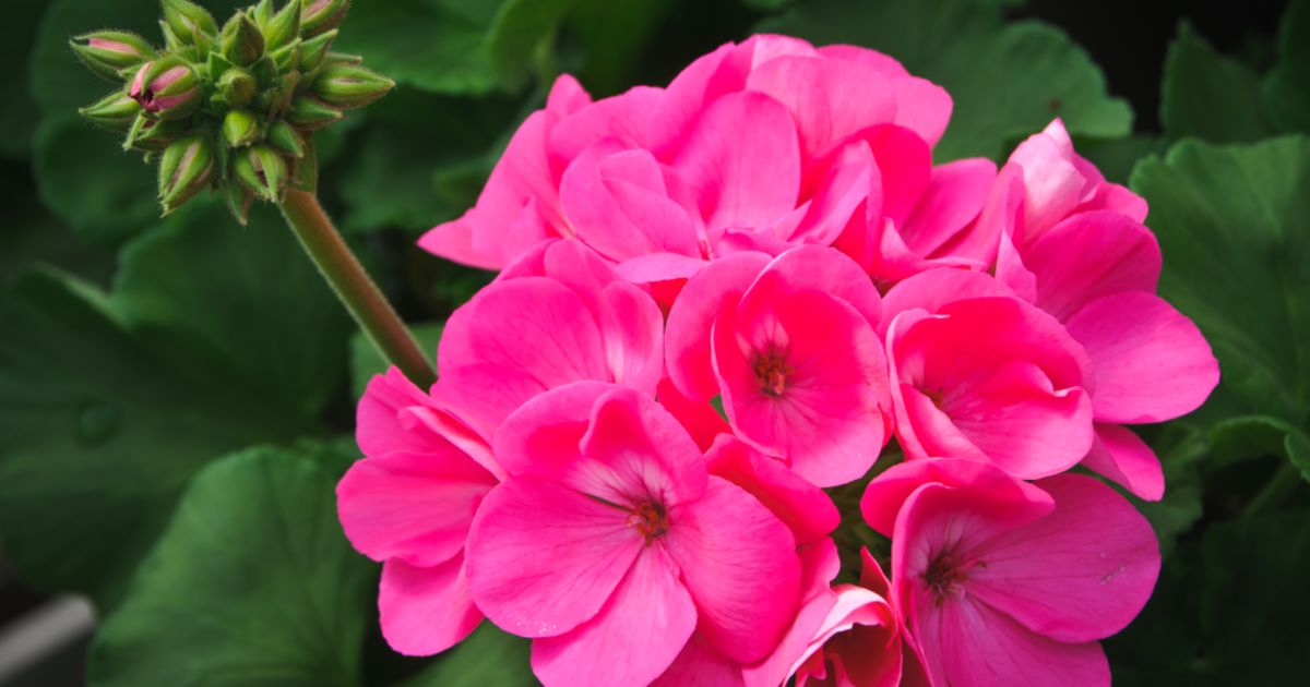 What to do if someone is stealing plants out of your garden