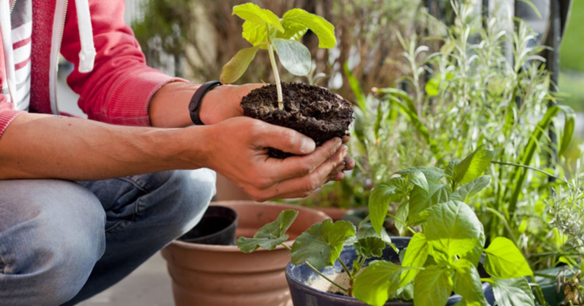 A renter’s guide to growing your own food at home