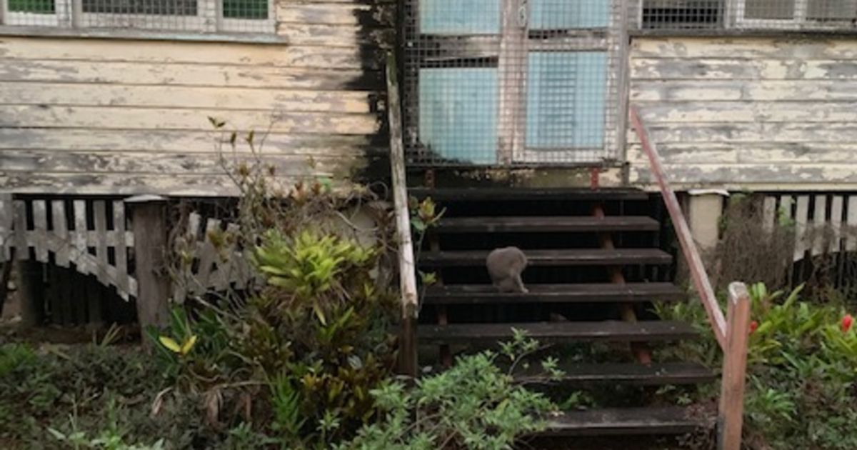 ‘Brisbane’s worst house’: Queenslander transformed from crack den to ...