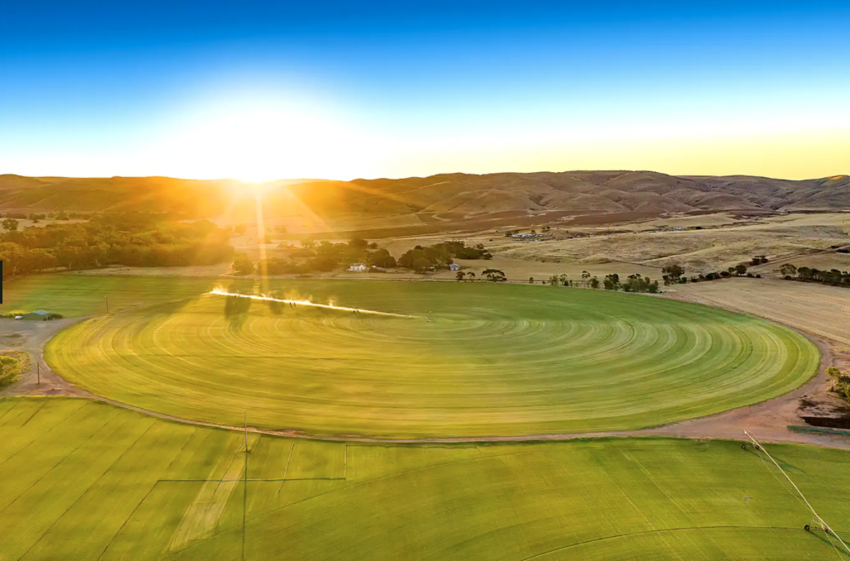 The grass is greener at profitable South Australian turf farm
