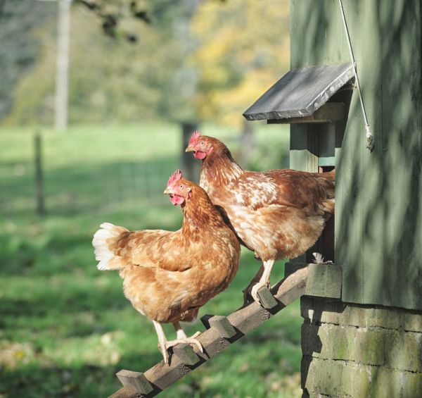 The pros and cons of having backyard chooks