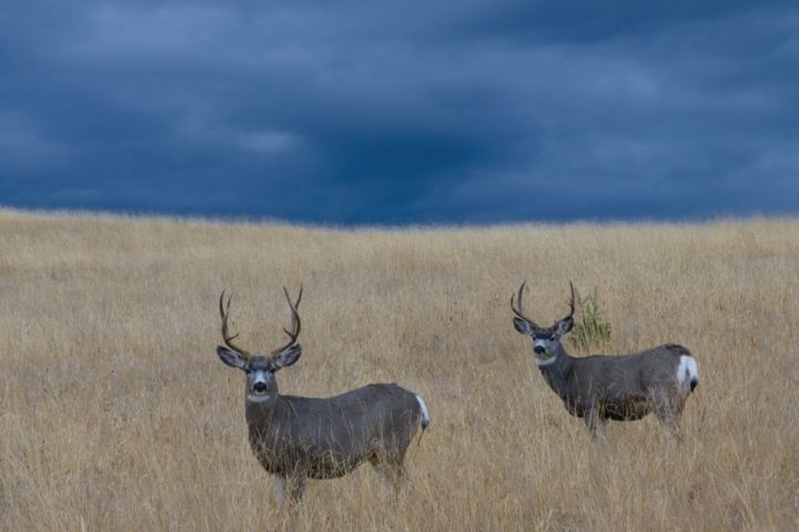 A famous Soviet defector hid on this farm during the Cold War