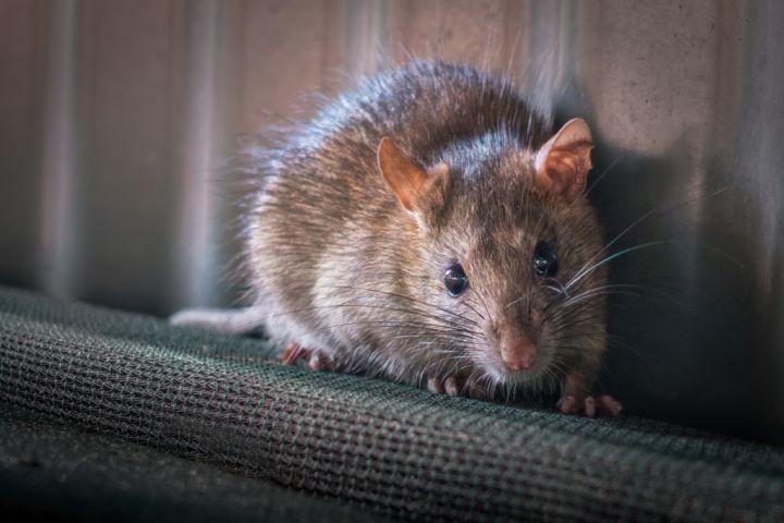 The hidden problem impacting millions of Aussie homes