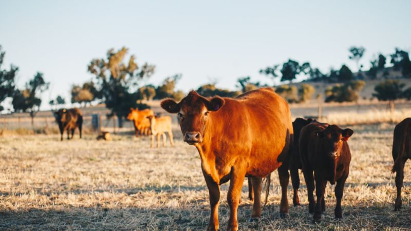 AACO farm values up 6 per cent despite floods and drought