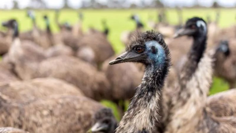 One of Australia's largest emu farms on the market as industry takes ...
