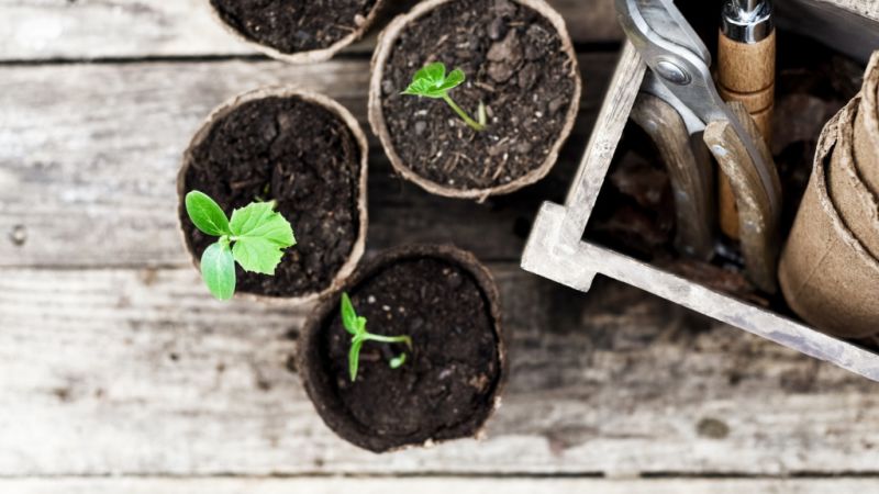 Lessons from mother nature: Five surprising gardening hacks