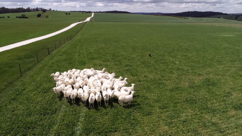 New variety of Australian lamb, Margra, is wowing some of the best ...