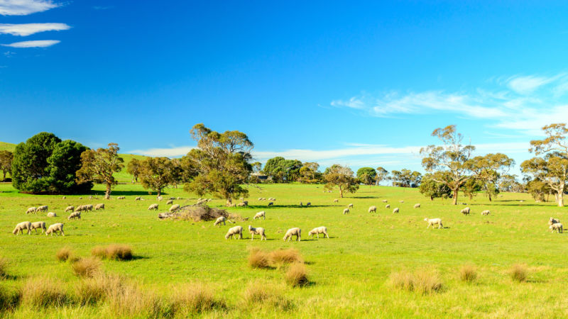 Growth slowing but outlook ‘still positive’ for rural land prices