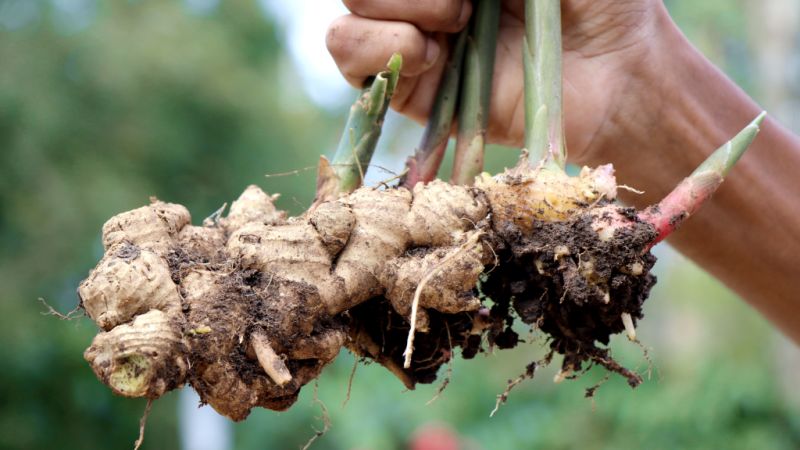What is a rhizome and how do I grow them at home?