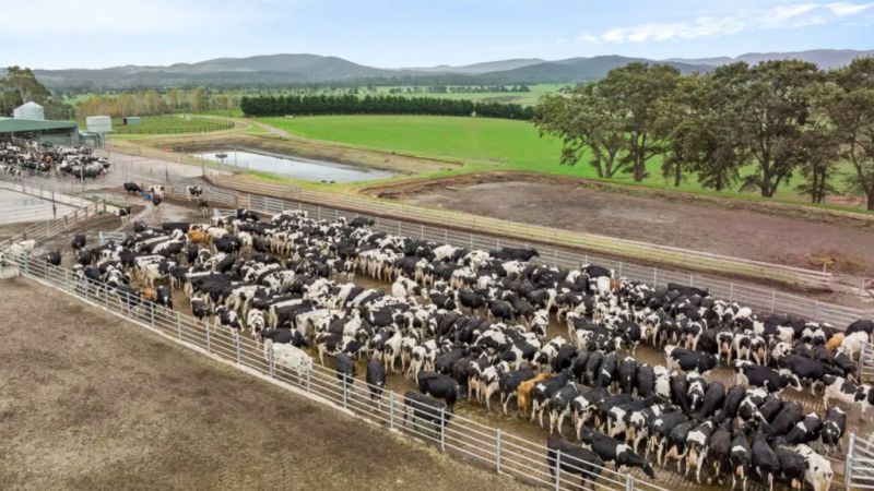 Local farmers snap up $23m of cattle properties at auction