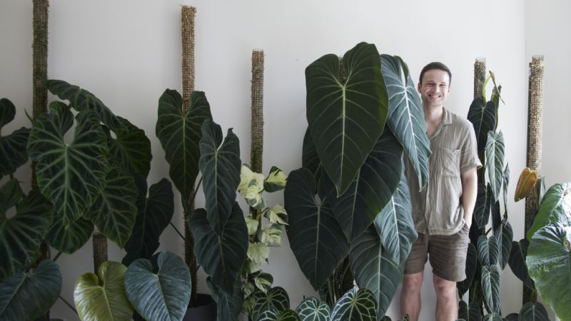 150 and counting: How this Sydney renter lives with his huge plant ...