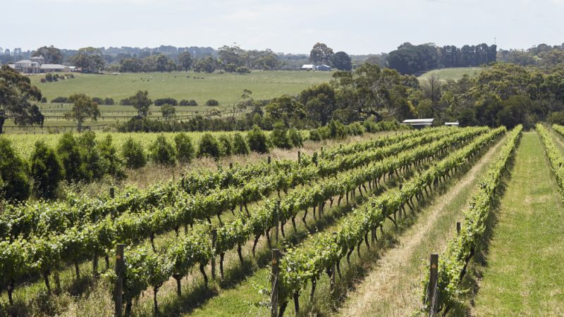 Meet the winery design that tripled cellar door sales