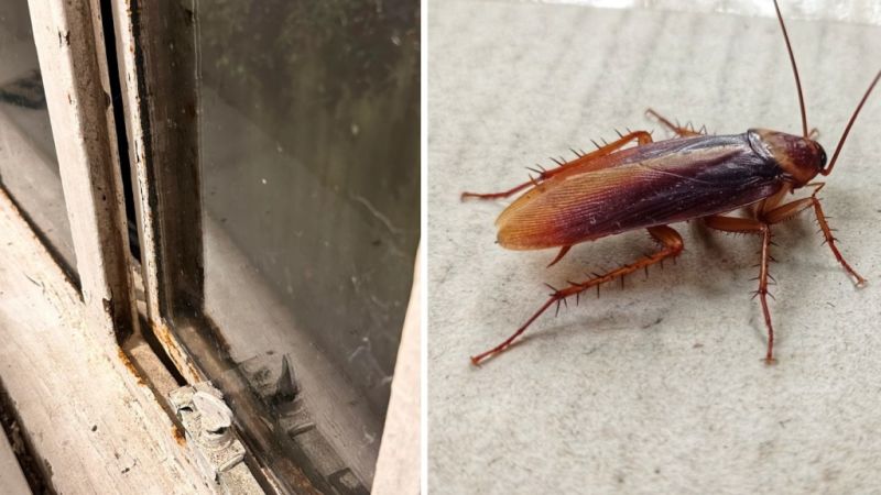 ‘Terrible’: Cockroach-infested apartment costs $960 per week