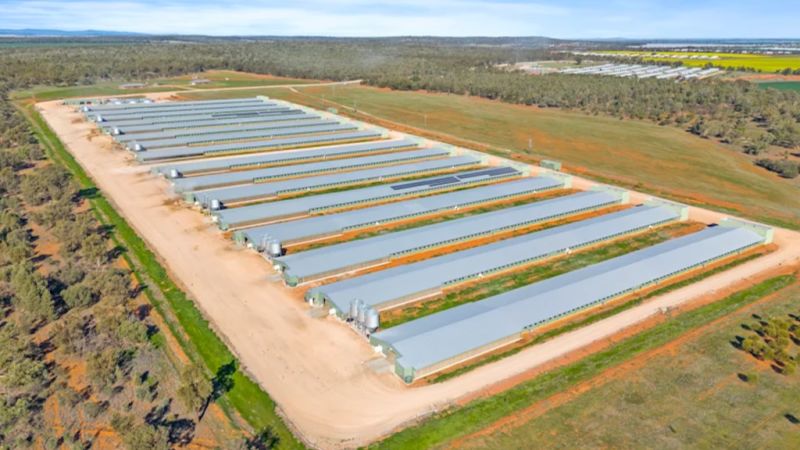 Major poultry operation up for grabs as sector heats up