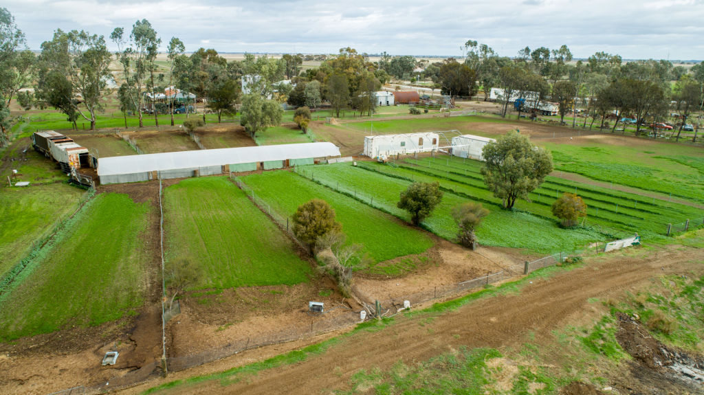 One of Australia’s largest emu farms on the market as industry takes ...