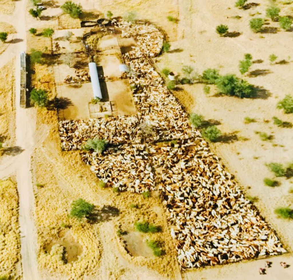 Queensland graziers steer Saxby Downs to market