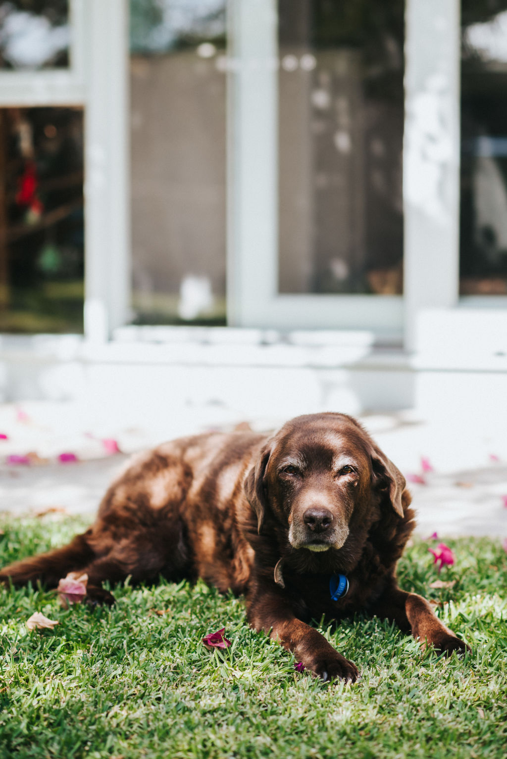 Home Work: A day with veteran AFL journalist Caroline Wilson