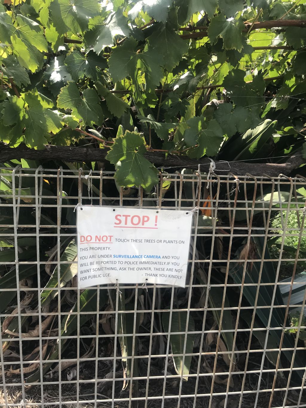 What to do if someone is stealing plants out of your garden